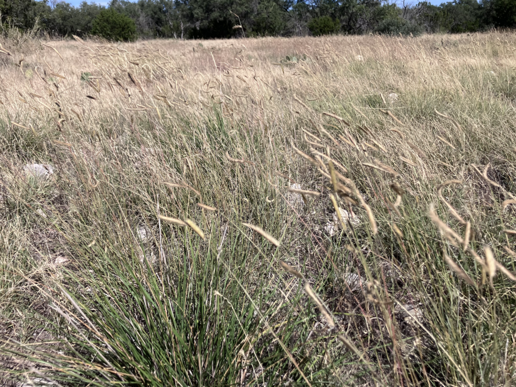 Blue Grama (Bouteloua gracilis) - West Texas Rangelands