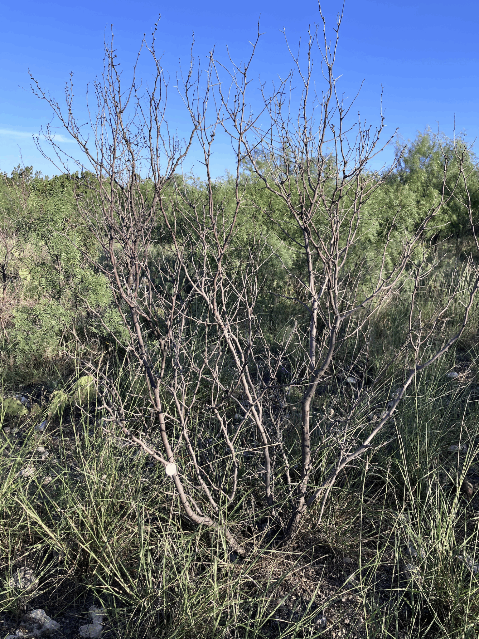 West Texas Rangelands - We hope to provide a variety of science-based ...