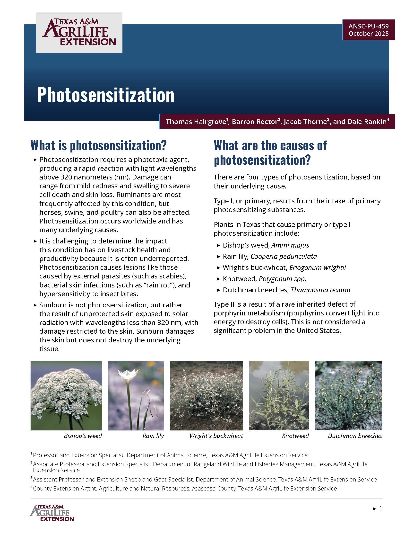 New Publication! Photosensitization - West Texas Rangelands